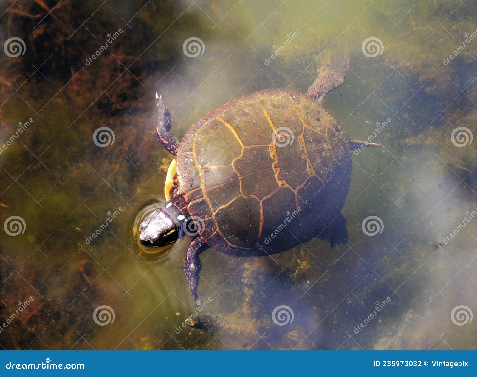 Turtle Swimming in Murky Water. Stock Photo - Image of water, natural ...