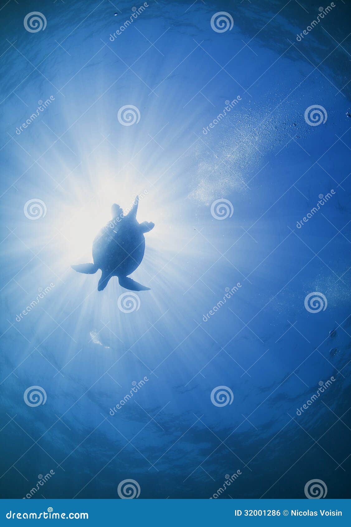 Turtle Swimming Over Sunburst Stock Photo - Image of blue, maldives ...