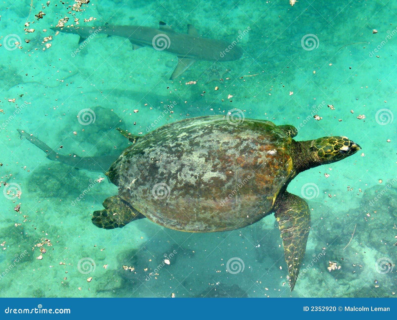 182 Turtle Swimming Sharks Stock Photos - Free & Royalty-Free Stock ...
