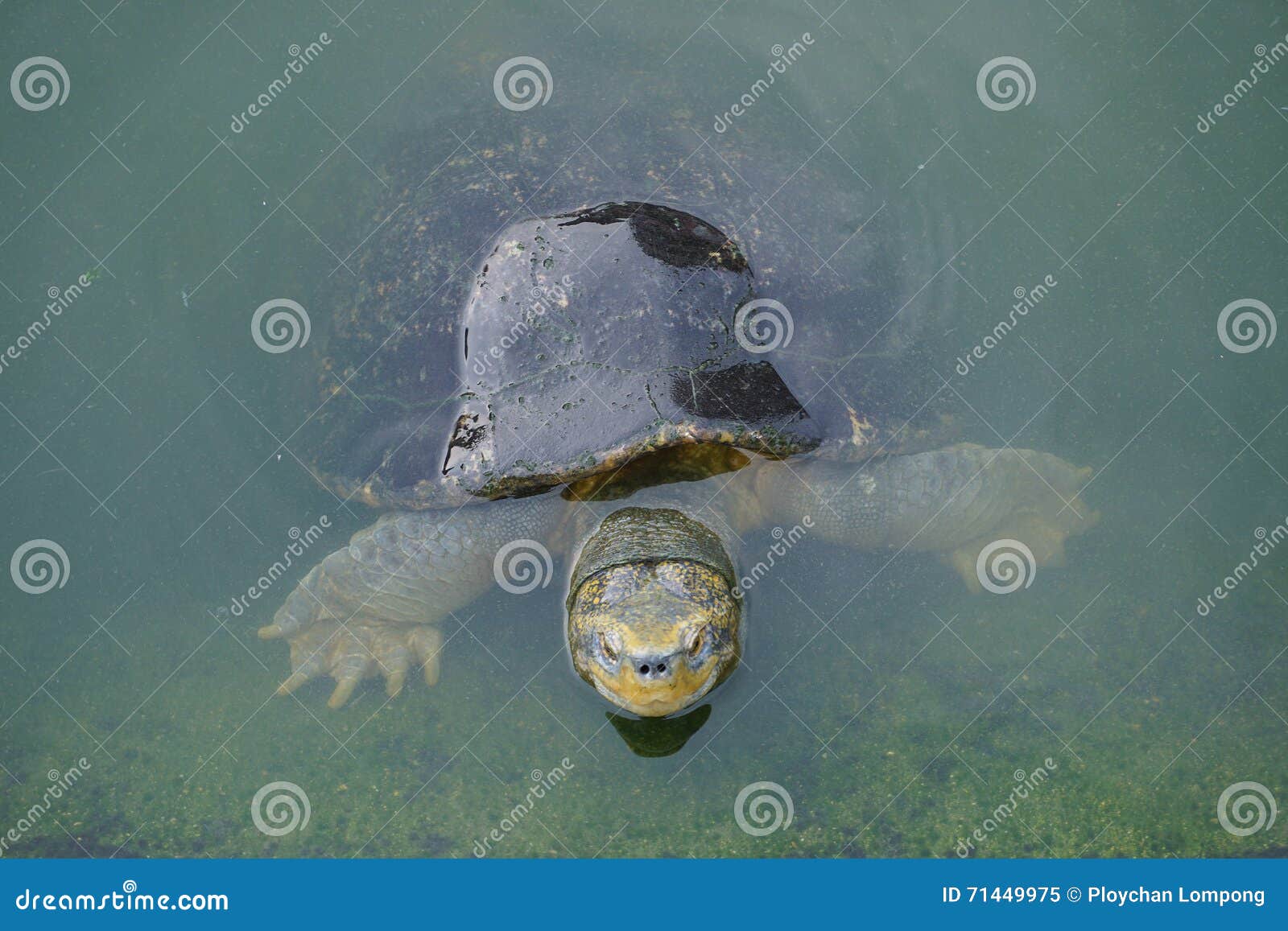 Turtle swimming stock image. Image of earth, animal, reptily - 71449975