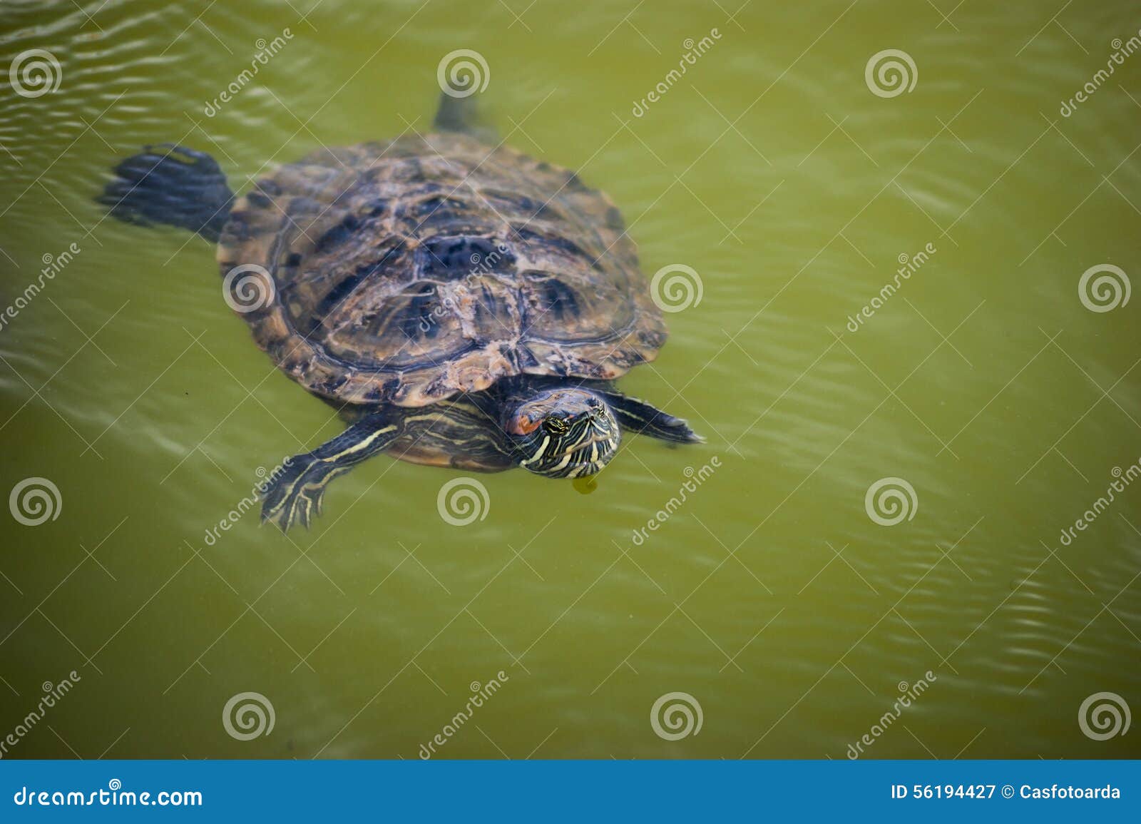 Turtle stock image. Image of tortoise, amphibian, close - 56194427