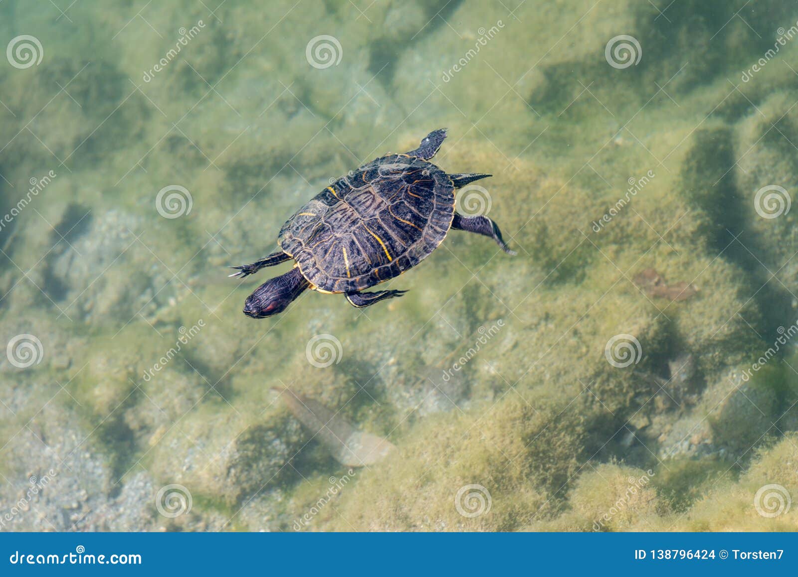 Turtle swimming in a pond stock photo. Image of kemps - 138796424