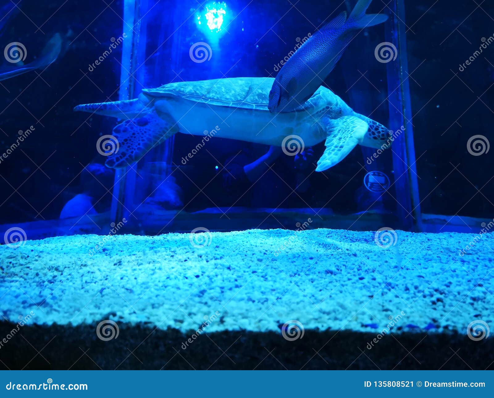 Turtle swimming in tank stock image. Image of turtle - 135808521