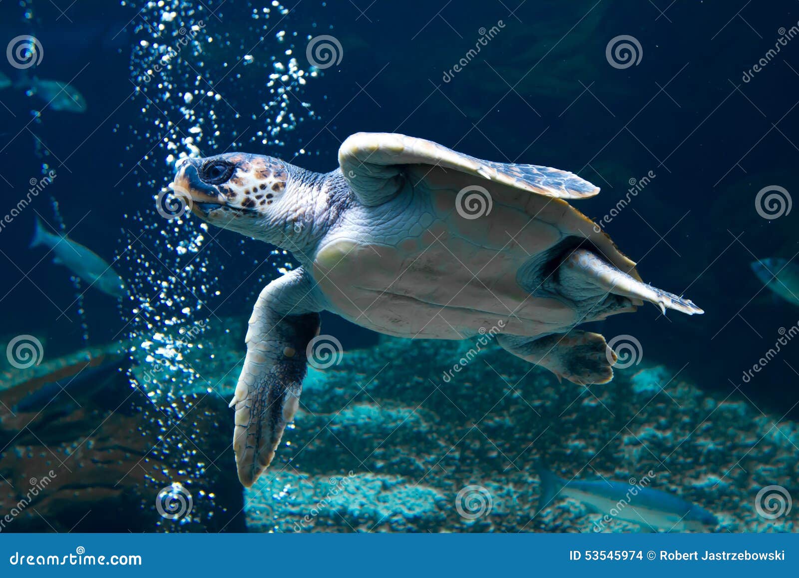 Turtle swimming underwater stock photo. Image of nature - 53545974