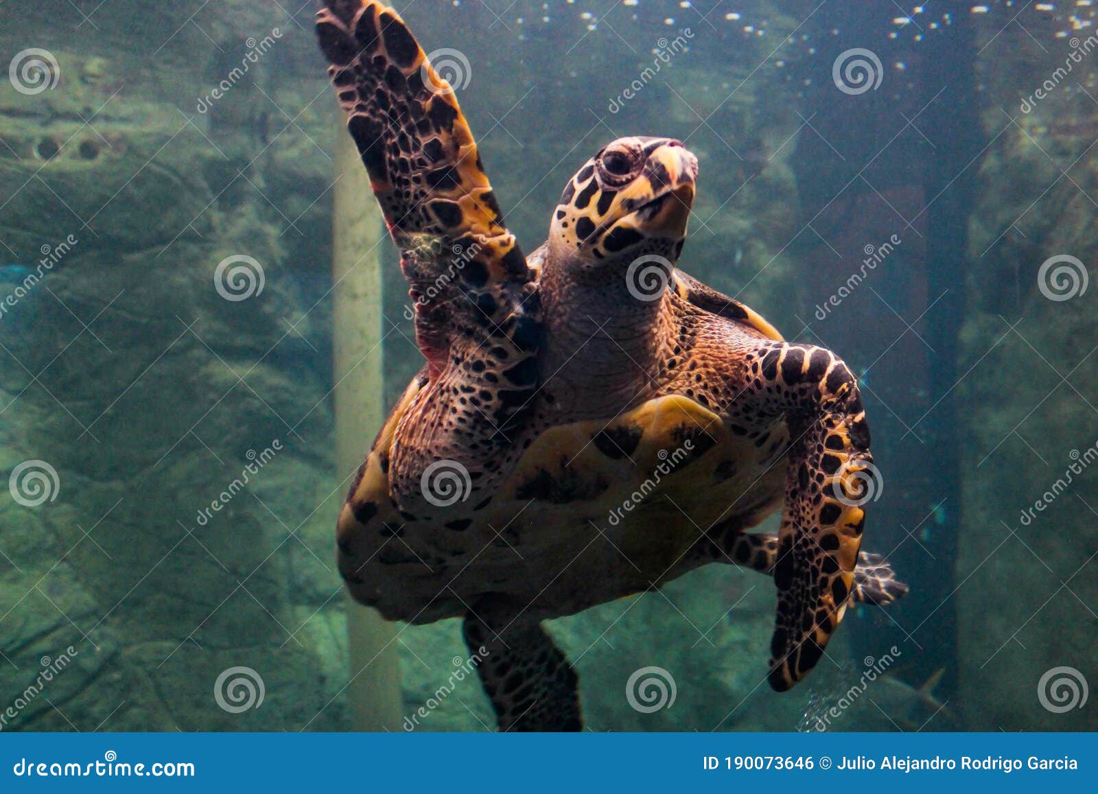 Turtle Caguama Swimming Underwater. Stock Photo - Image of danger ...