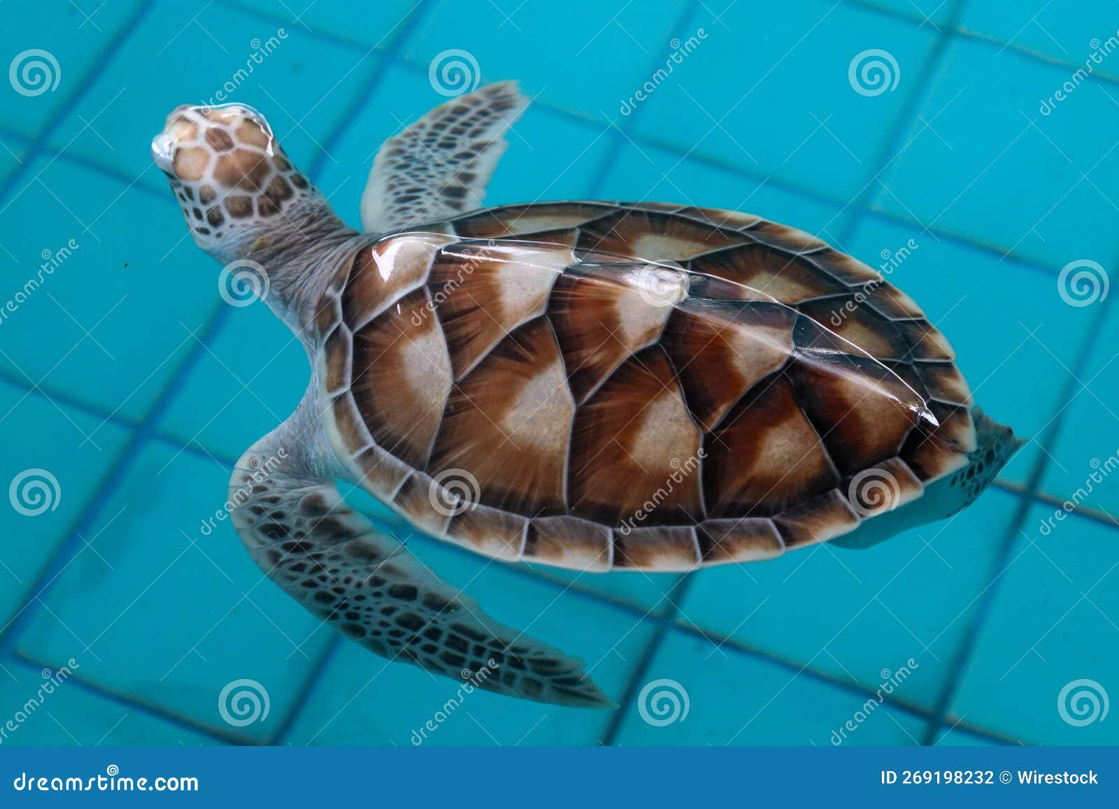 Turtle swimming in water stock photo. Image of slowness - 269198232