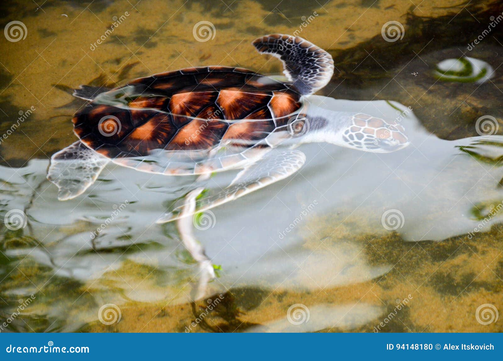 Turtle Swimming in the Water Stock Photo - Image of land, focus: 94148180