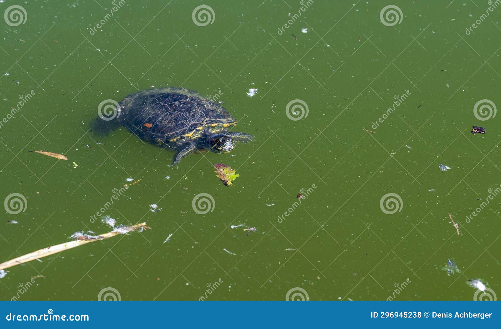 Turtle Swims in Green Water Stock Photo - Image of life, dark: 296945238