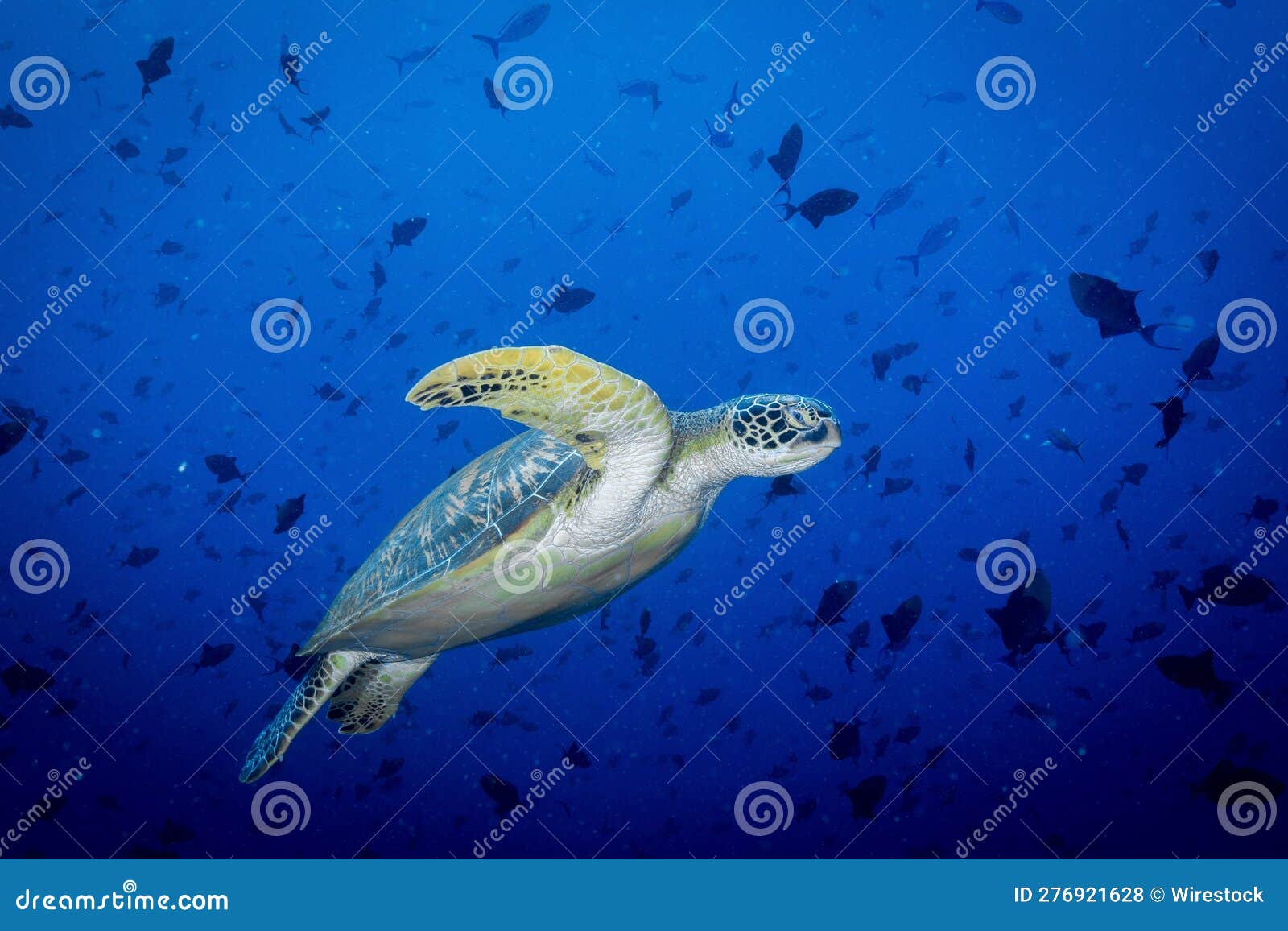 A Turtle Swims in the Water among Several Fish and Some Sharks Stock ...