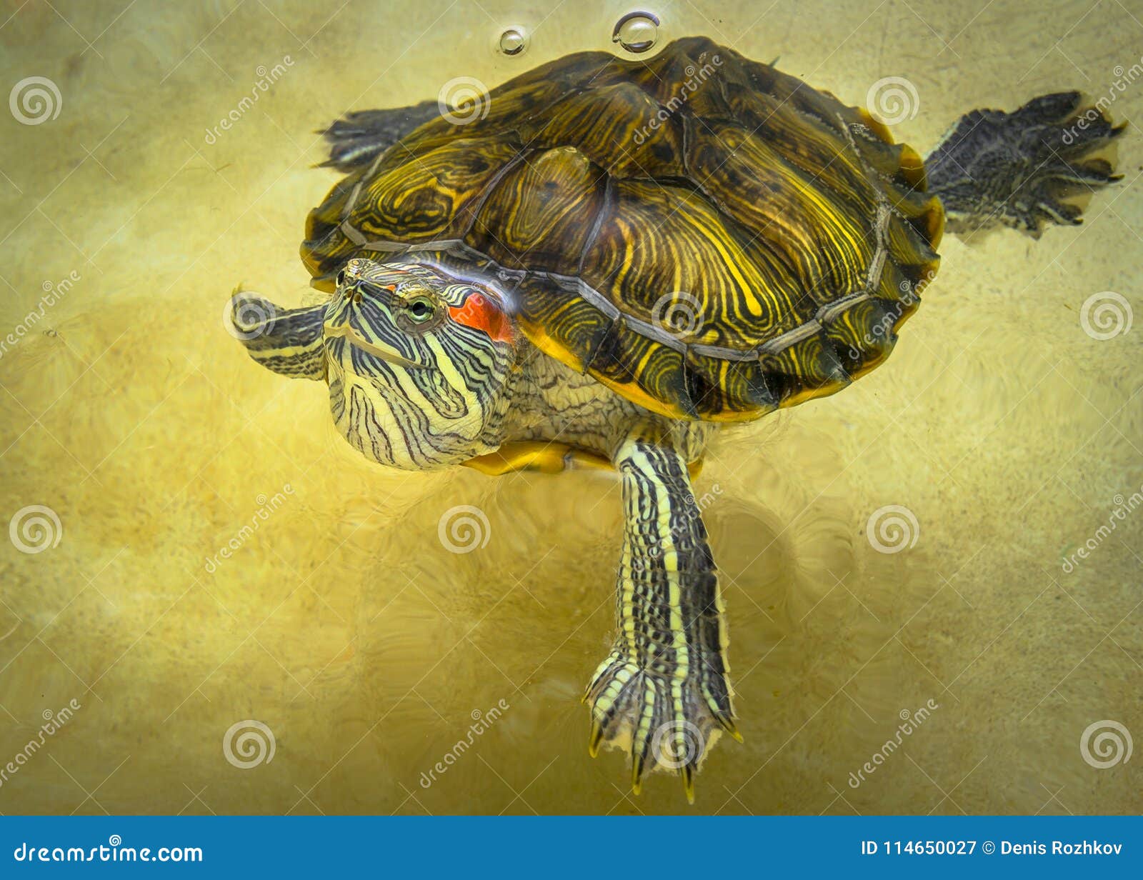 Turtle Swims in the Water Top View. Stock Image - Image of eared, face ...