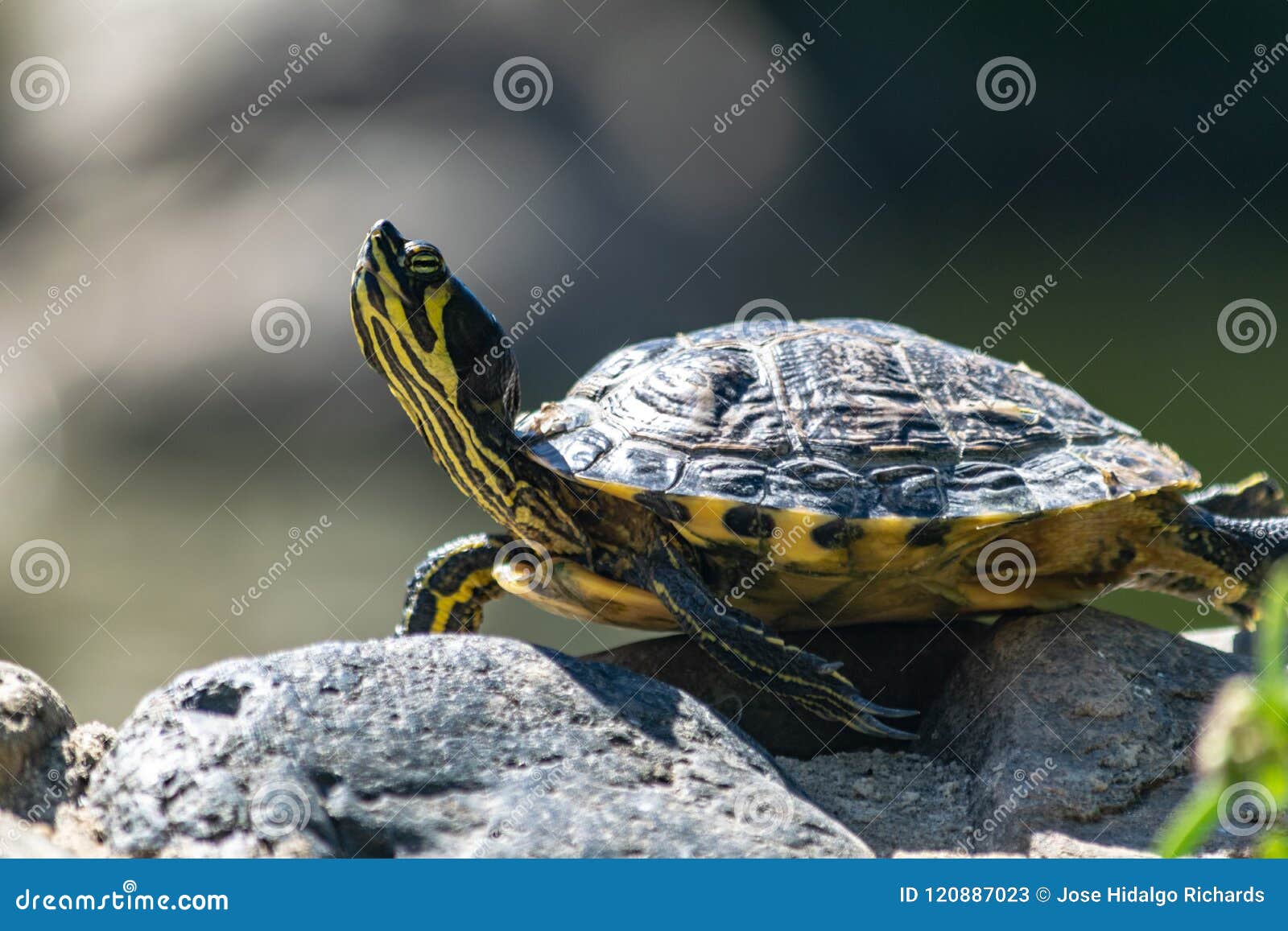 A turtle taking a break stock image. Image of background - 120887023