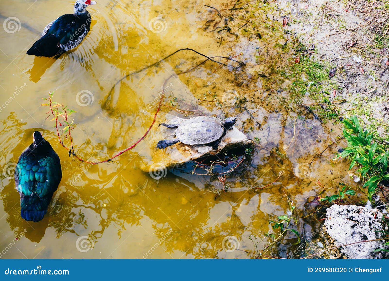 Turtle is taking sun bath stock photo. Image of lazy - 299580320
