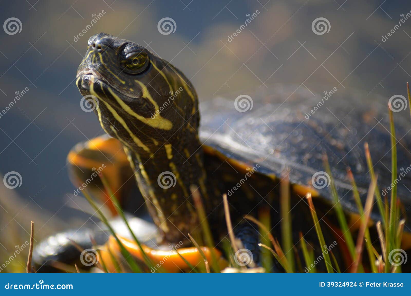 Turtle taking a sunbath stock photo. Image of pond, animal - 39324924