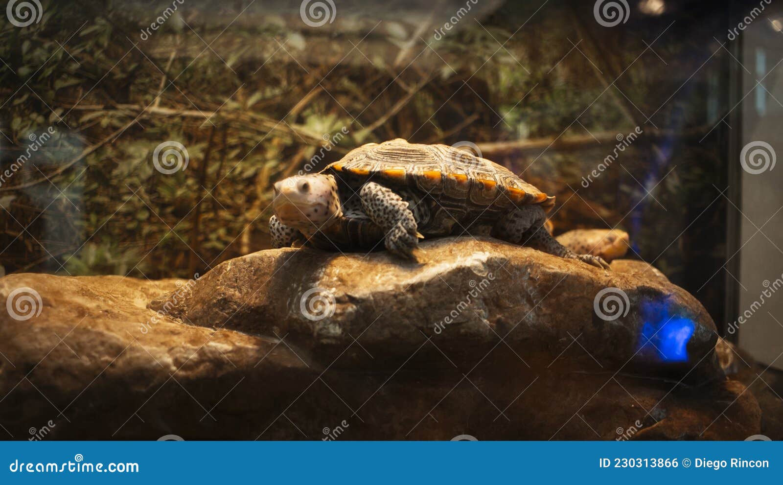 Turtle Tank Zoo Royalty-Free Stock Photography | CartoonDealer.com ...