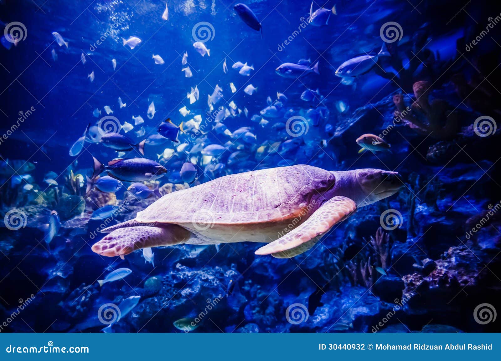 Turtle in Tank stock photo. Image of turtle, marine, ocean - 30440932