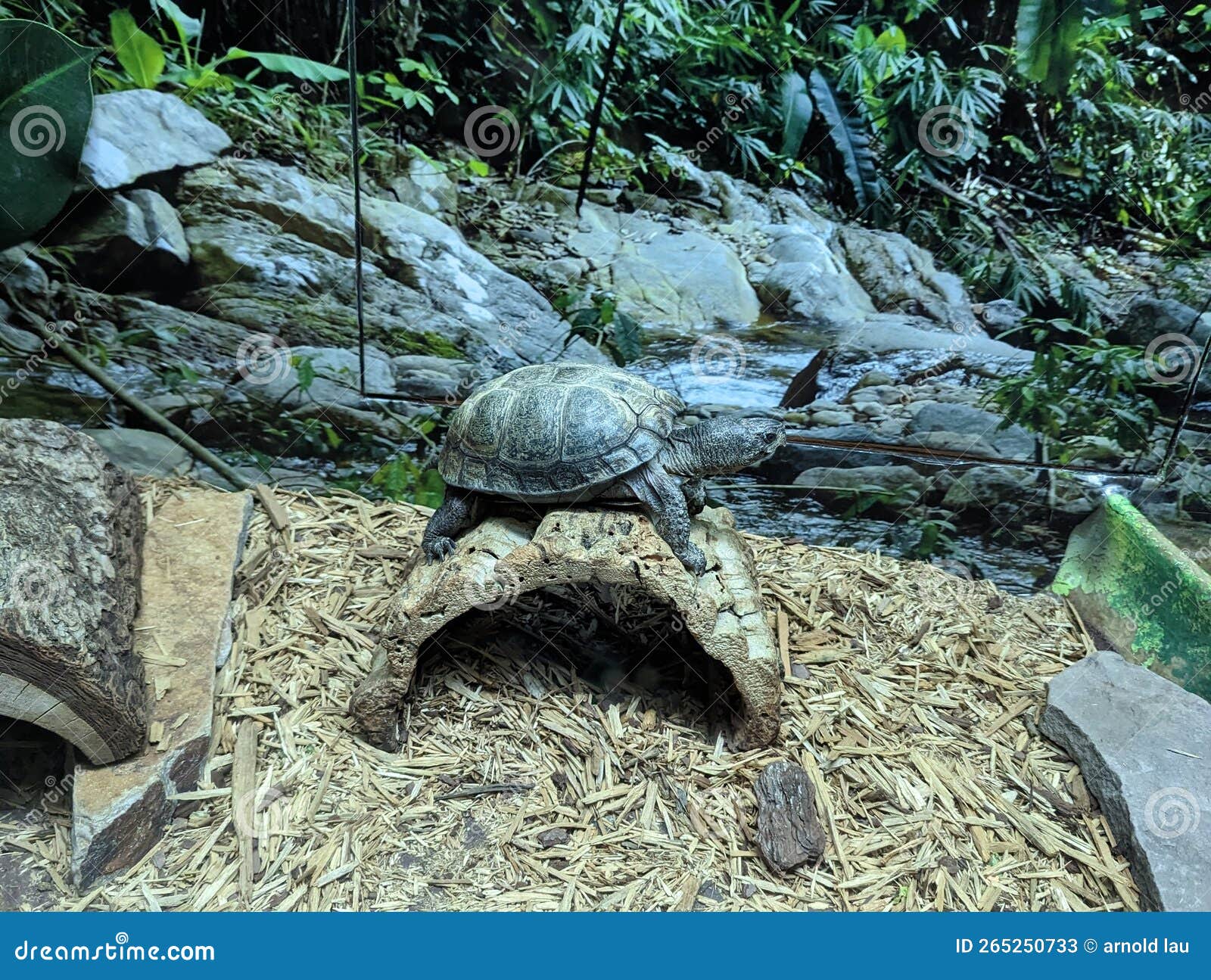 Turtle Tank Zoo Stock Image | CartoonDealer.com #265250731