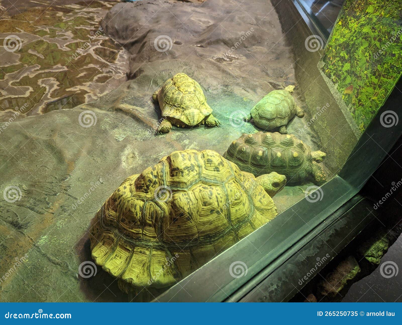 Turtle tank zoo stock image. Image of animal, lizard - 265250735