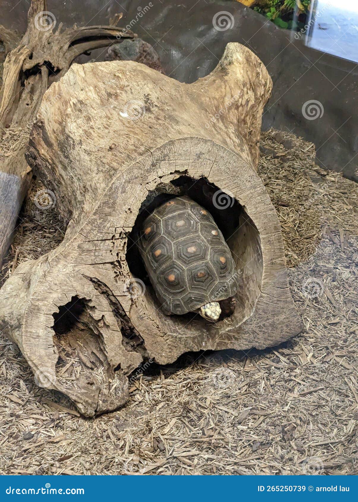 Turtle Tank Zoo Stock Image | CartoonDealer.com #265250731