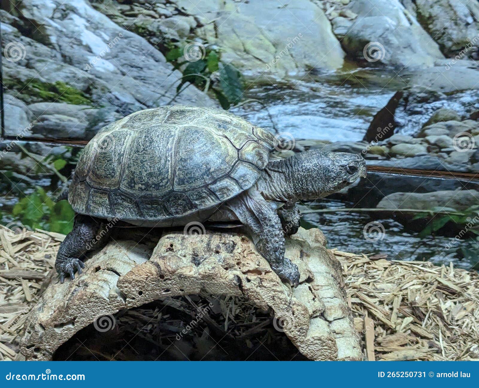 Turtle Tank Zoo Stock Image | CartoonDealer.com #265250731