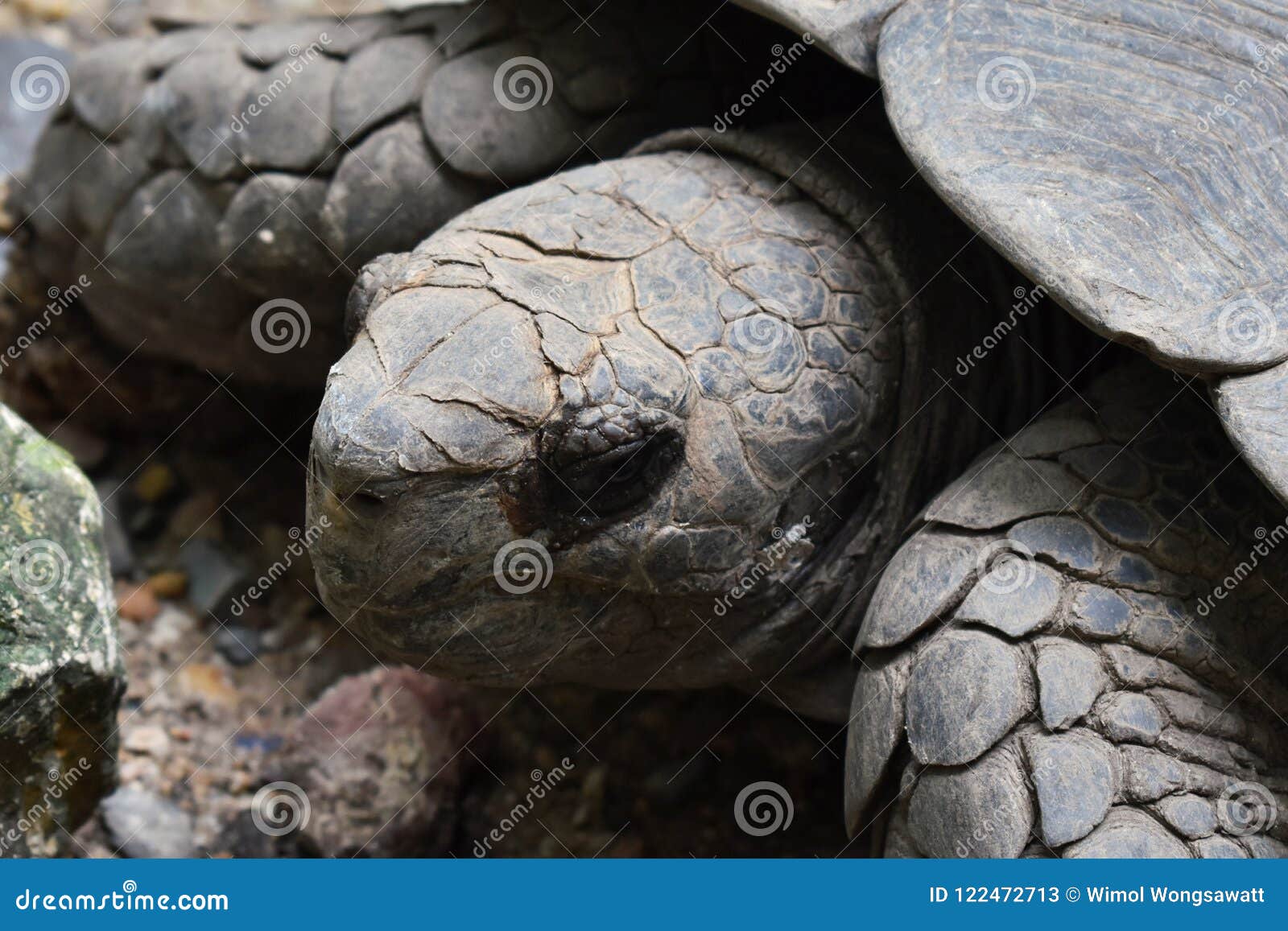 Turtle stock image. Image of animal, amphibian, tears - 122472713