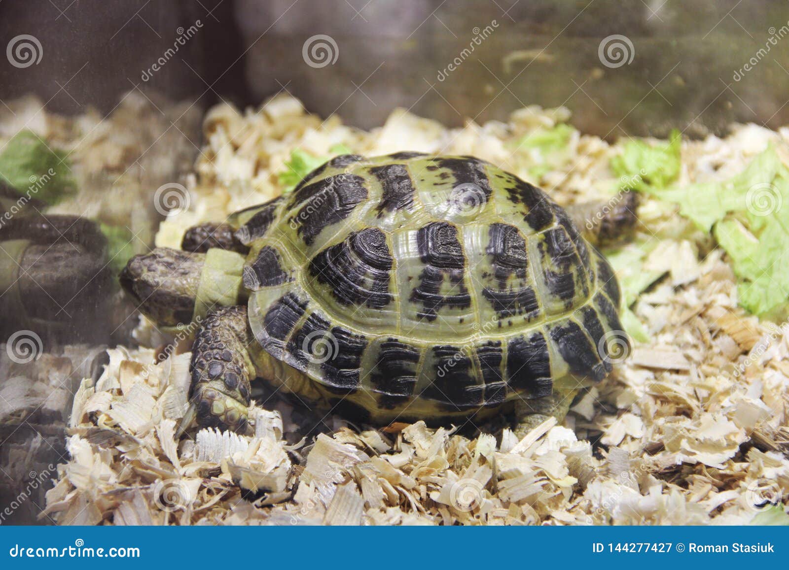 Turtle in a terrarium stock image. Image of tortoise - 144277427