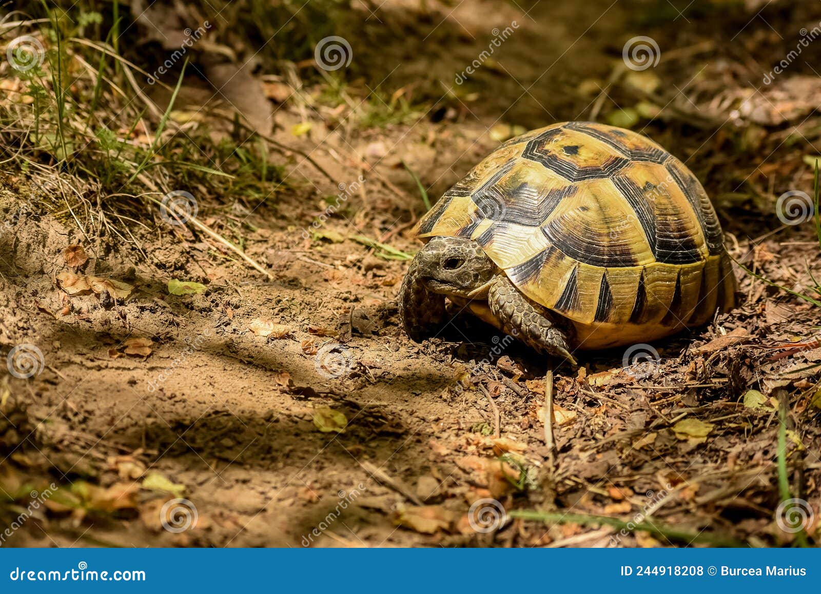 Turtle in the wild stock photo. Image of race, animal - 244918208