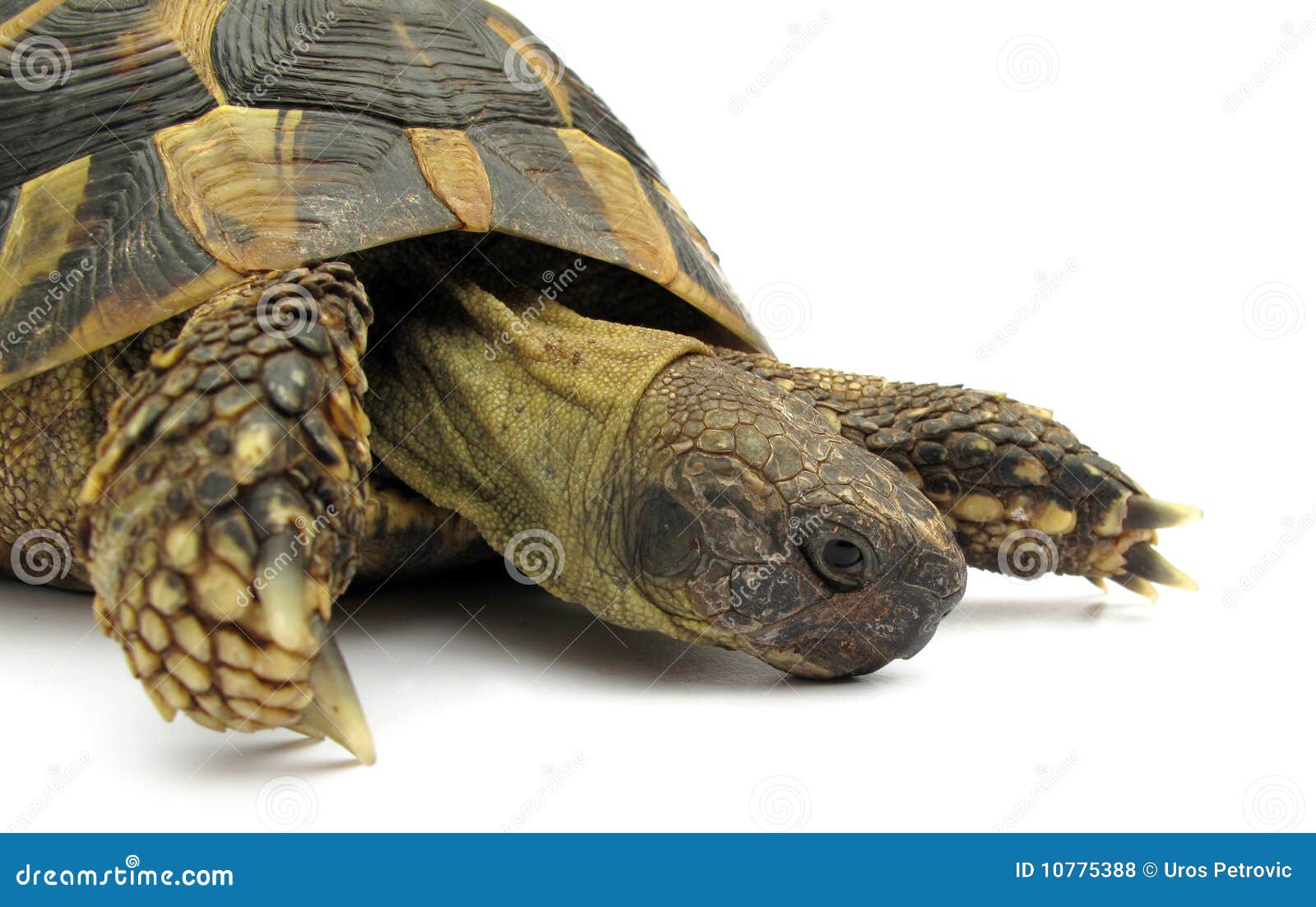 Turtle Testudo Hermanni Tortoise Stock Photo - Image of chelonia, brown ...