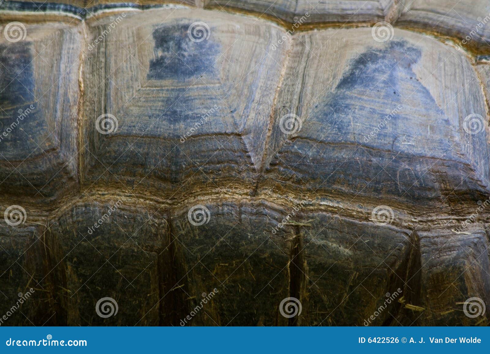 Turtle Texture Picture. Image: 6422526