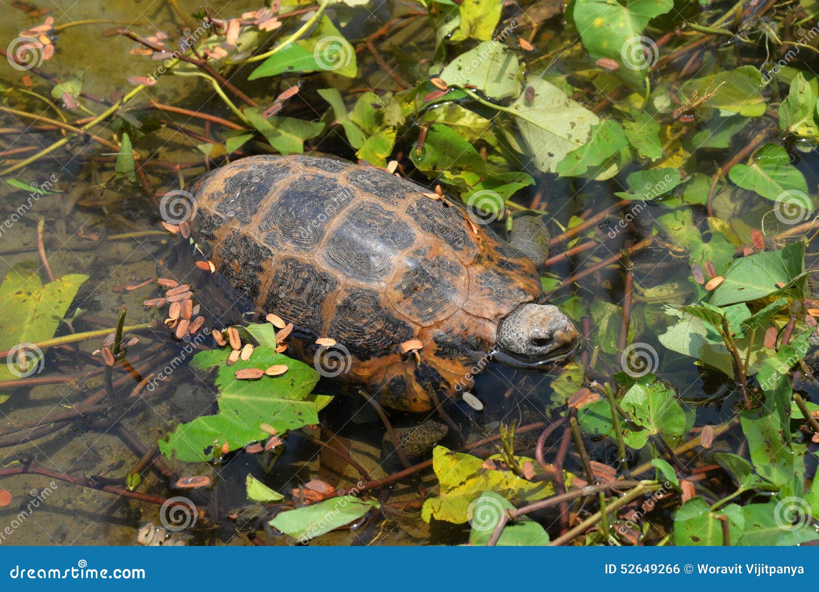 Turtle Thai stock photo. Image of little, blue, district - 52649266
