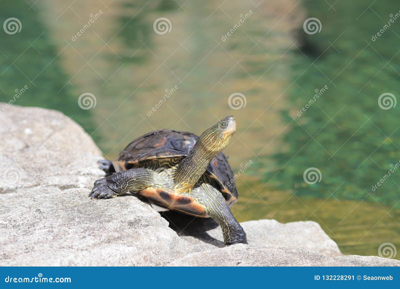 A Turtle in the Theme Park of Sunshine Stock Image - Image of armor ...