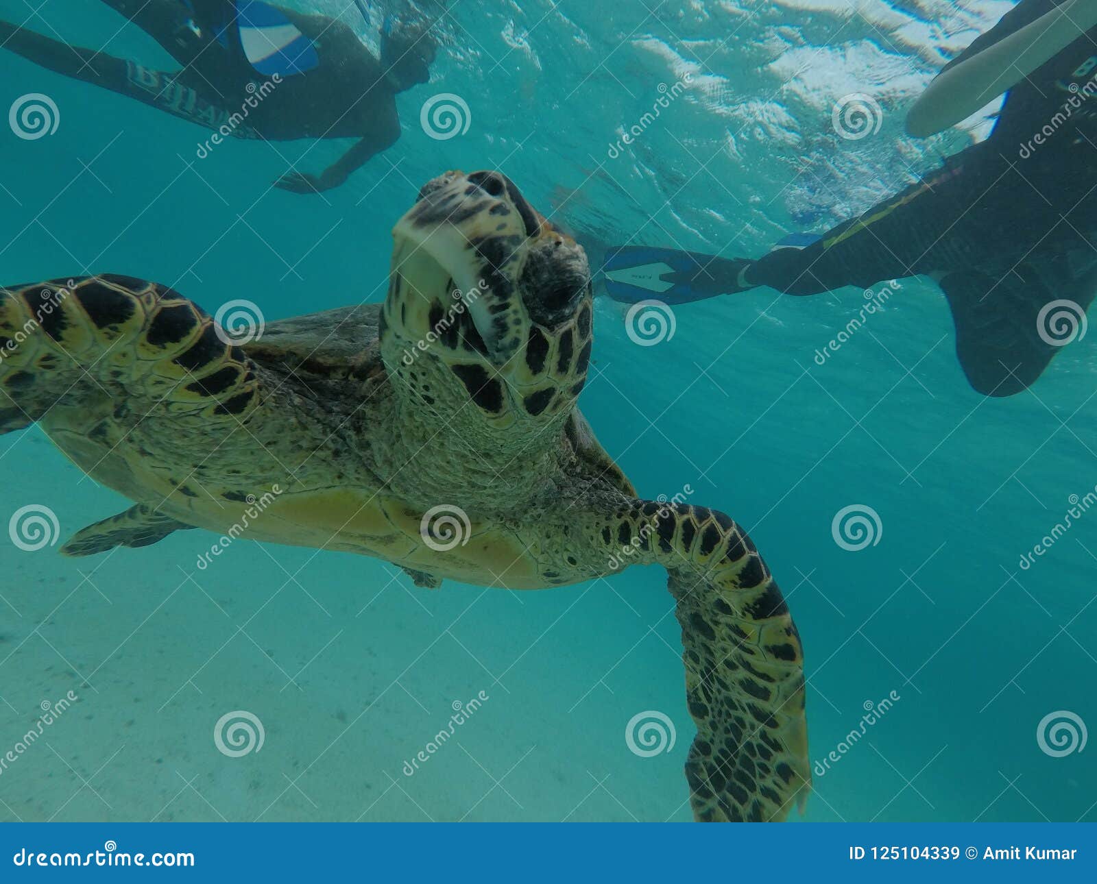 Turtle time stock image. Image of time, turtle, scenerio - 125104339