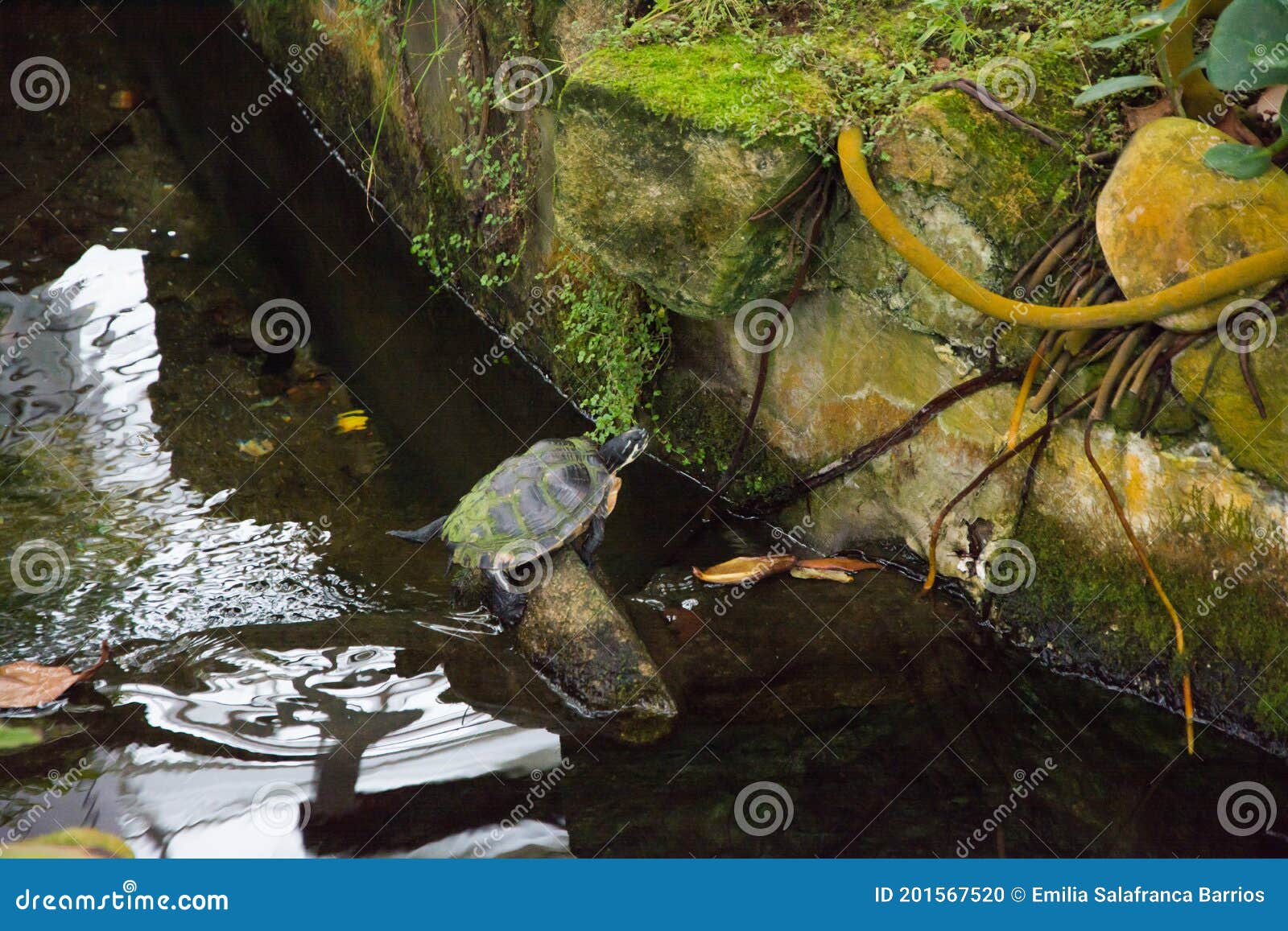Turtle about To Launch for an Olympic Jump Stock Photo - Image of point ...