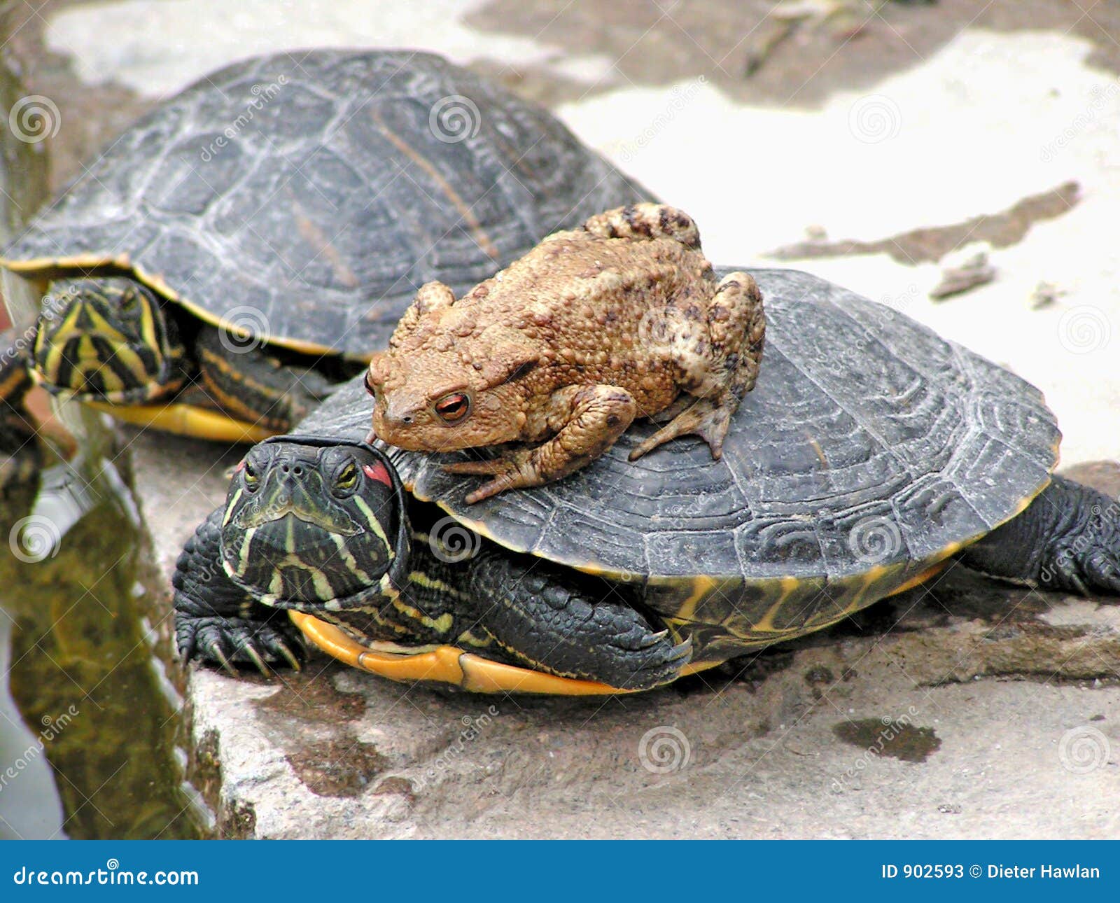 Turtle and Toad stock image. Image of friends, patience - 902593