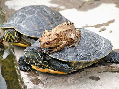 Turtle and Toad stock image. Image of friends, patience - 902593
