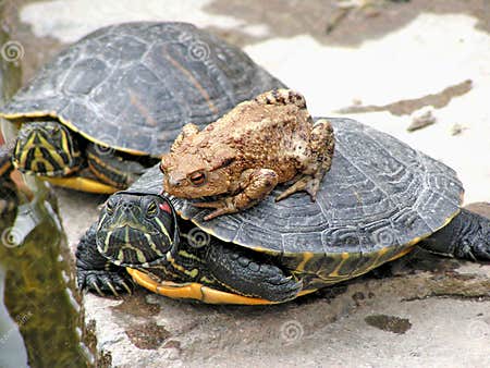 Turtle and Toad stock image. Image of friends, patience - 902593
