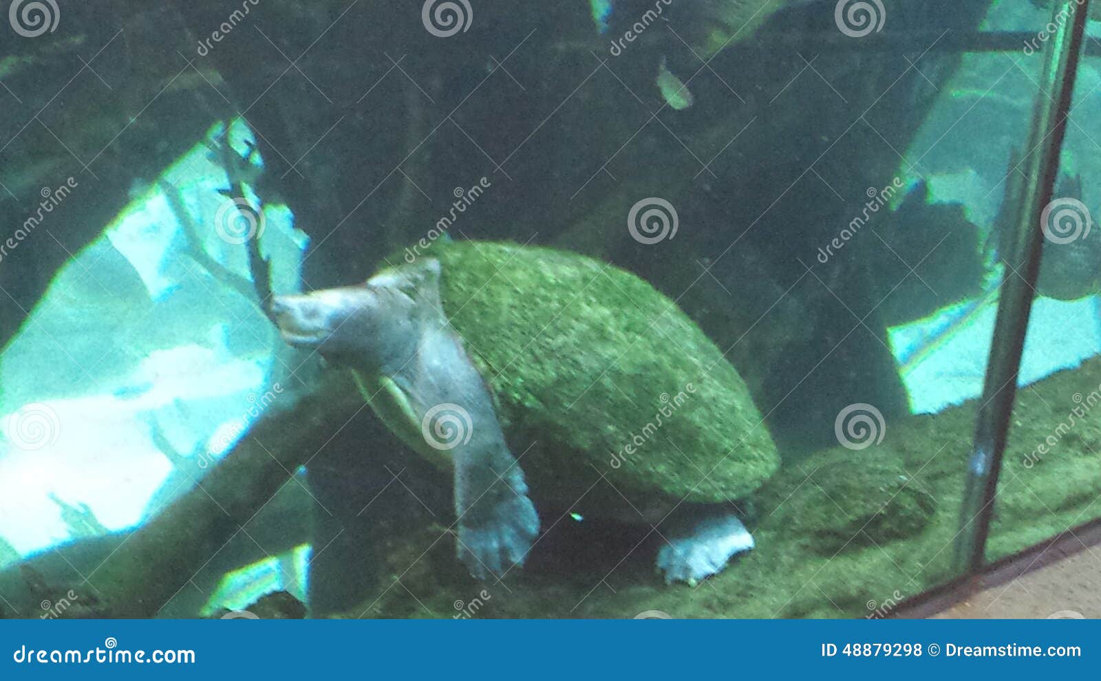 Turtle Tom stock photo. Image of turtle, swimming, domain - 48879298