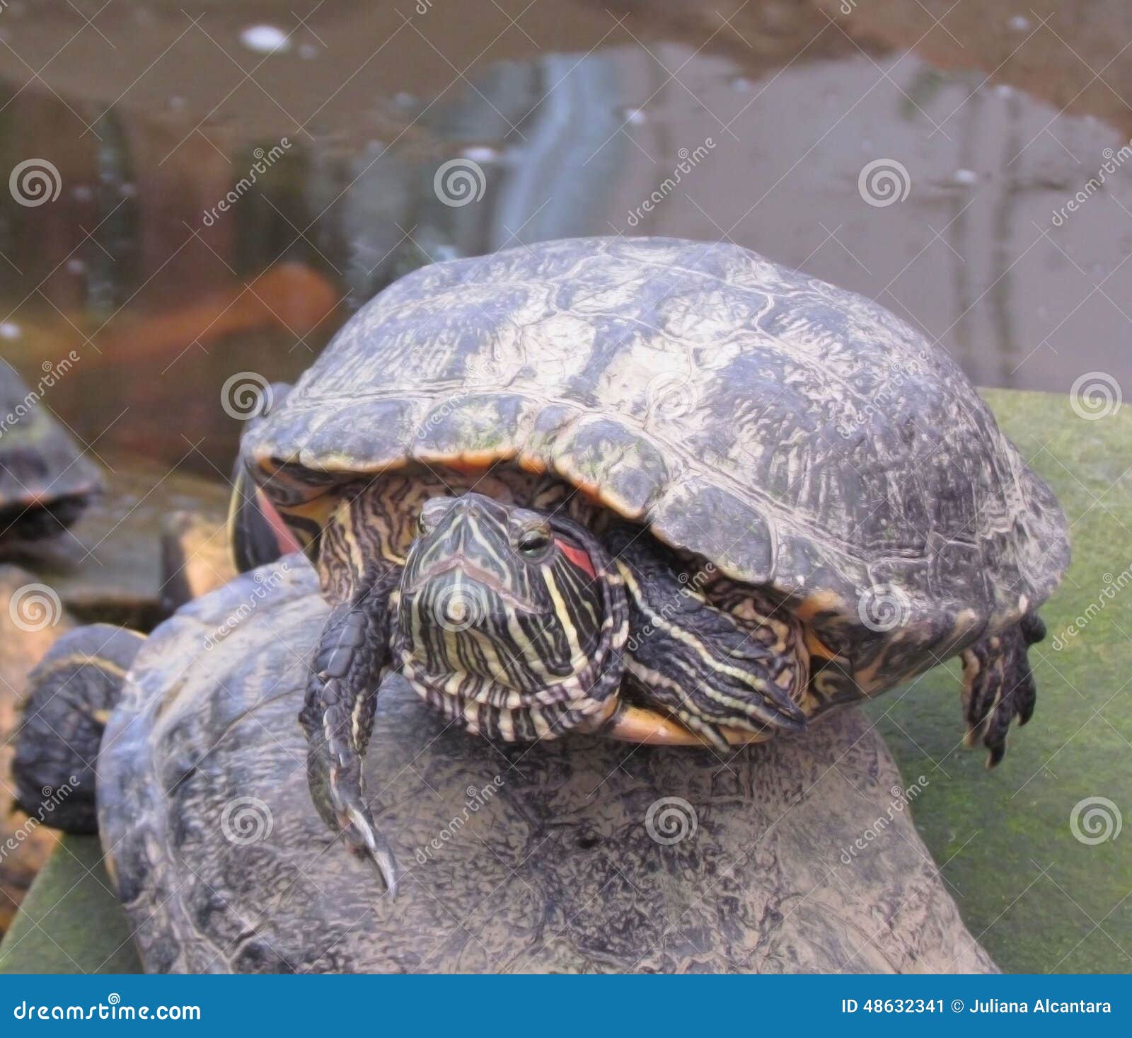 Turtle stock image. Image of lake, nature, beautiful - 48632341