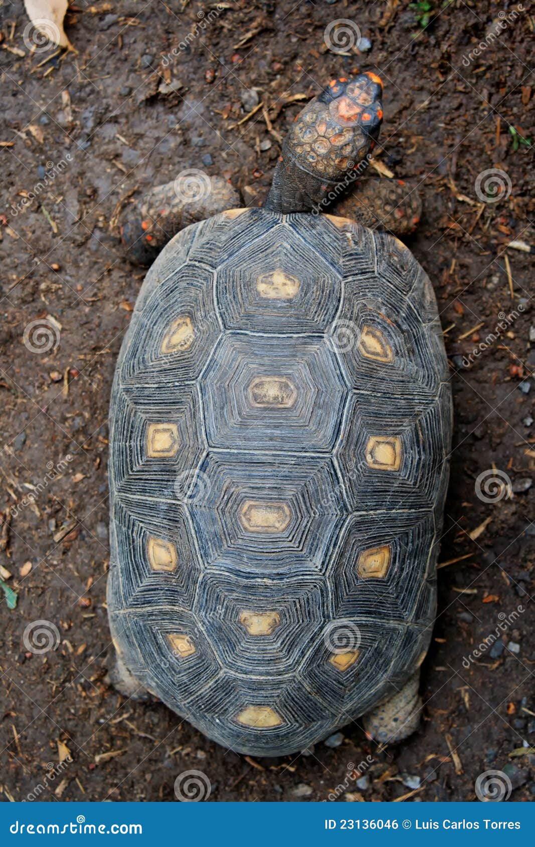 Turtle top view stock photo. Image of live, tortoise - 23136046