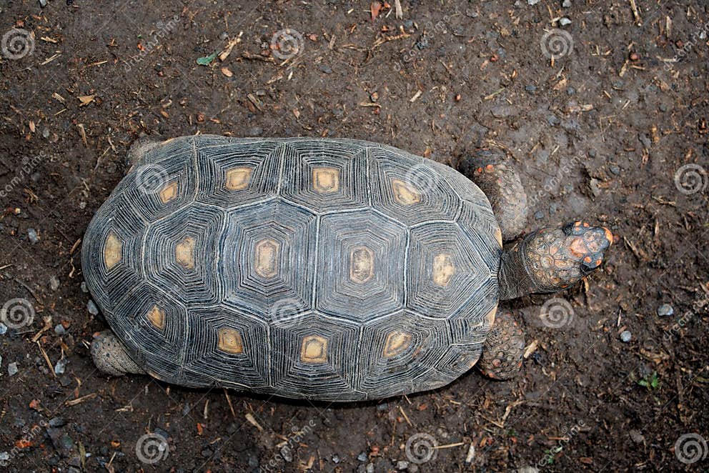 Turtle top view stock image. Image of tortoise, geochelone - 23372705