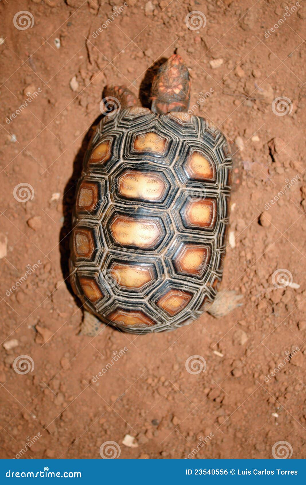 Turtle top view stock photo. Image of tortoise, animal - 23540556