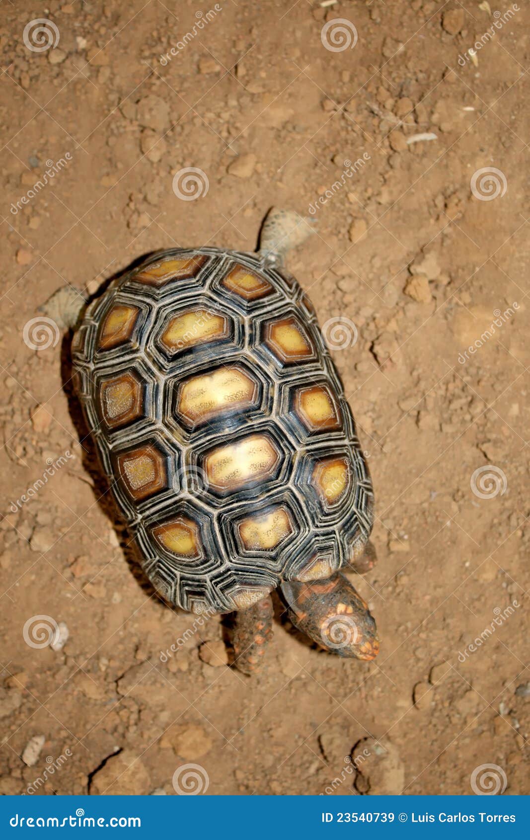 Turtle top view stock image. Image of geochelone, shell - 23540739
