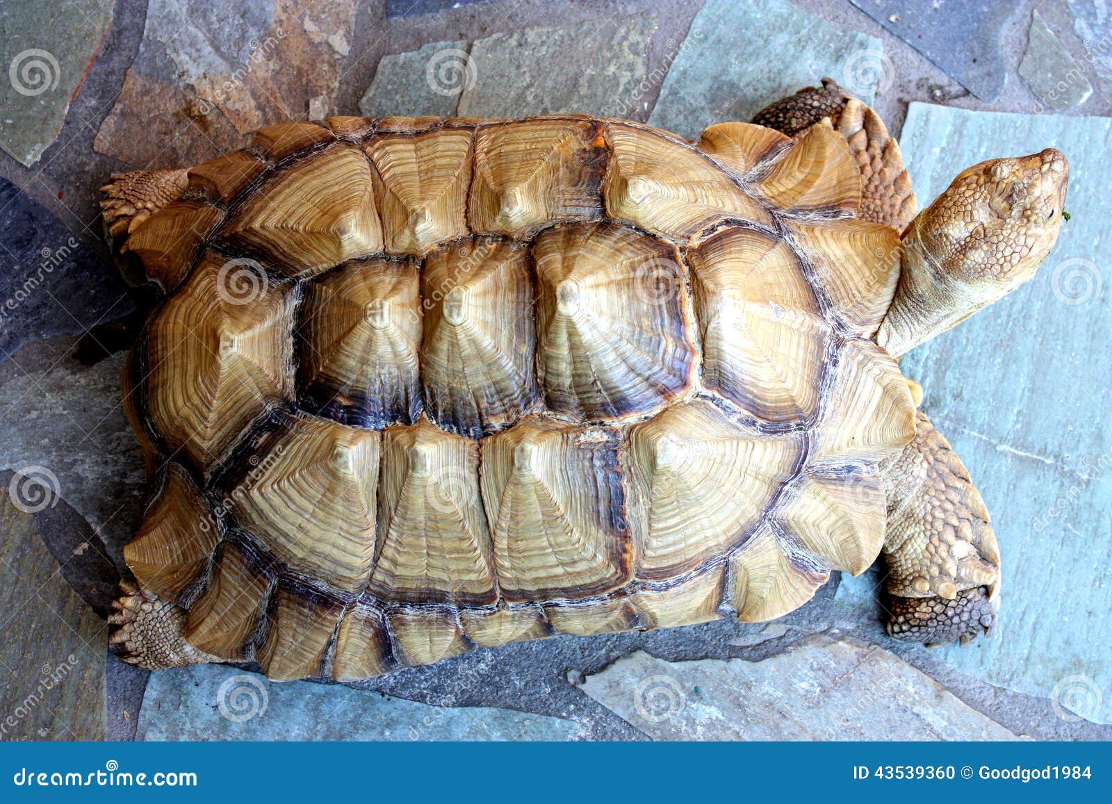 Turtle stock photo. Image of yellow, turtle, reptile - 43539360