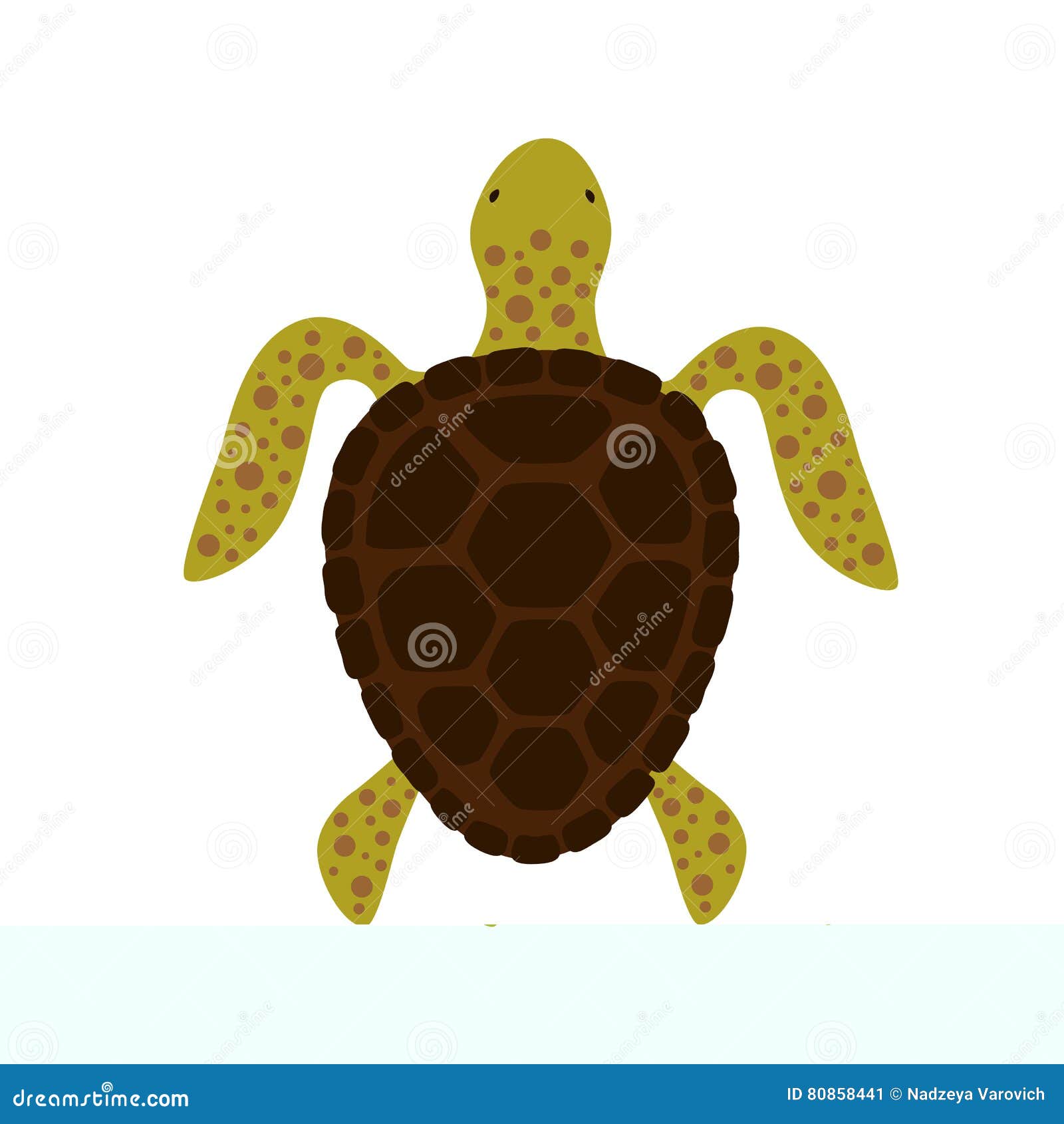 Turtle Top View, Carapace, Crawling, Sketch, Vector | CartoonDealer.com ...