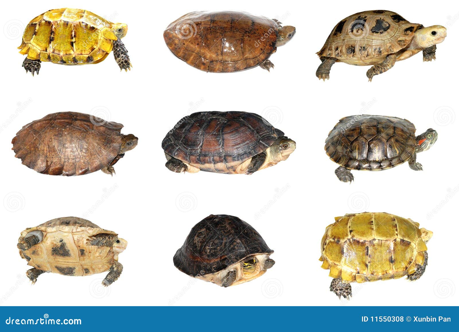 Turtle and tortoise stock photo. Image of calm, color - 11550308