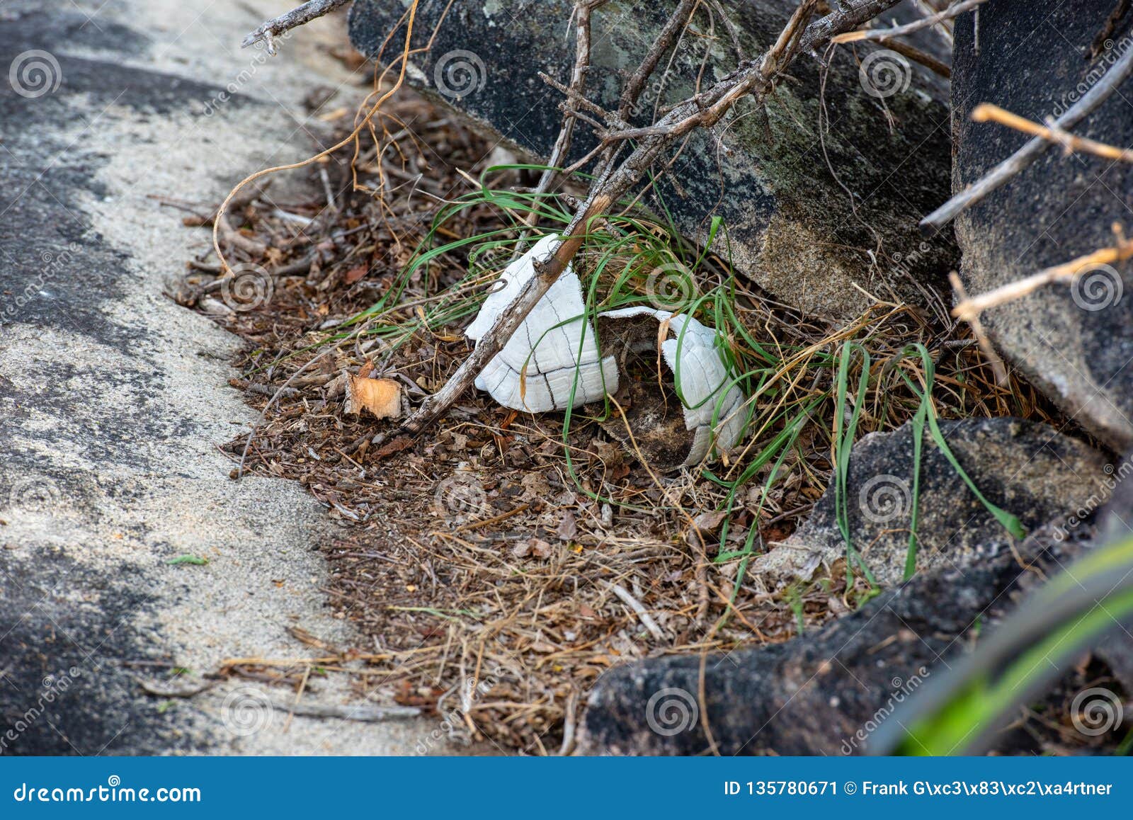 Turtle or Tortoise Dry Shell Broken Stock Image - Image of desert ...