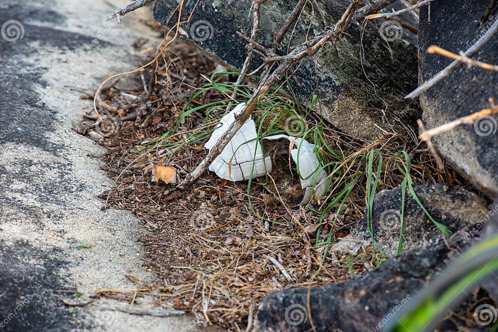 Turtle or Tortoise Dry Shell Broken Stock Image - Image of desert ...
