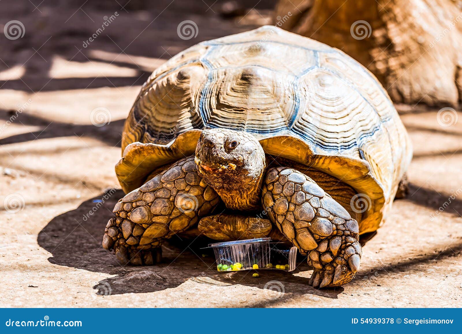 Turtle or Tortoise on Ground Stock Photo - Image of reptile, exotic ...