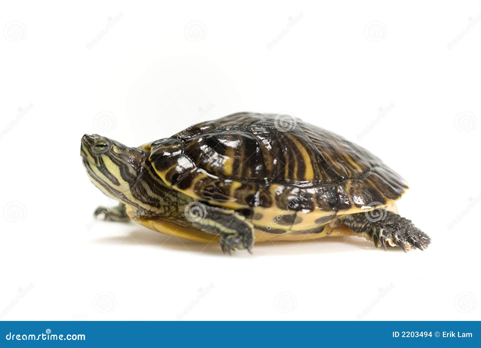 Turtle or Tortoise Isolated Stock Photo - Image of terrapin, amphibian ...