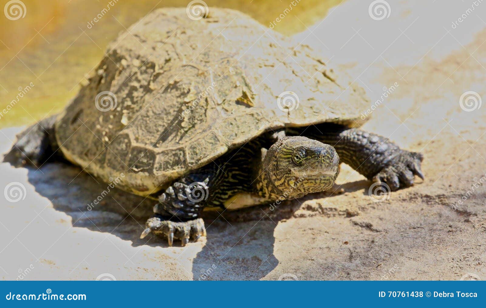 Turtle tortoise stock photo. Image of hard, tortoise - 70761438