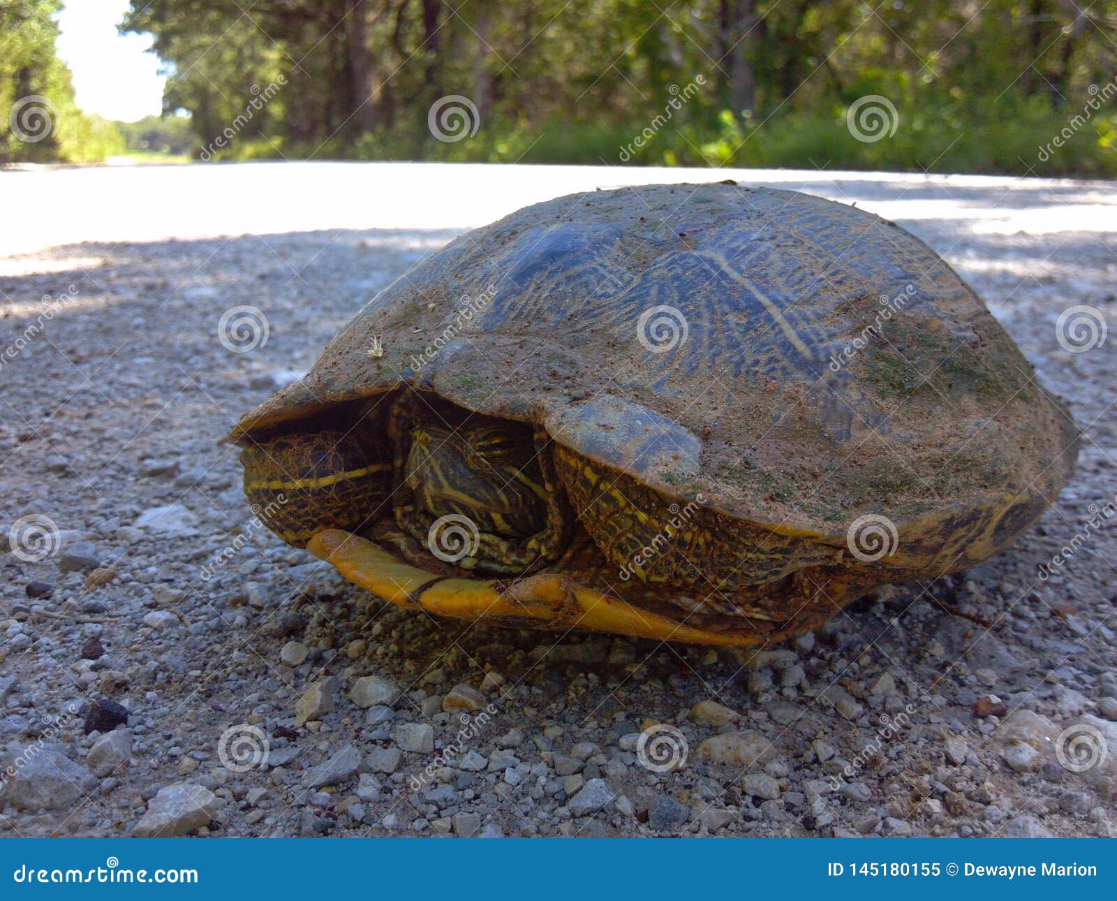 Turtle tortoise stock image. Image of tortoise, scared - 145180155